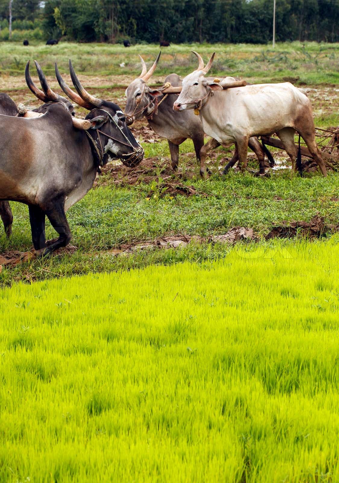Oxen being used for ploughing farmland | Stock image | Colourbox