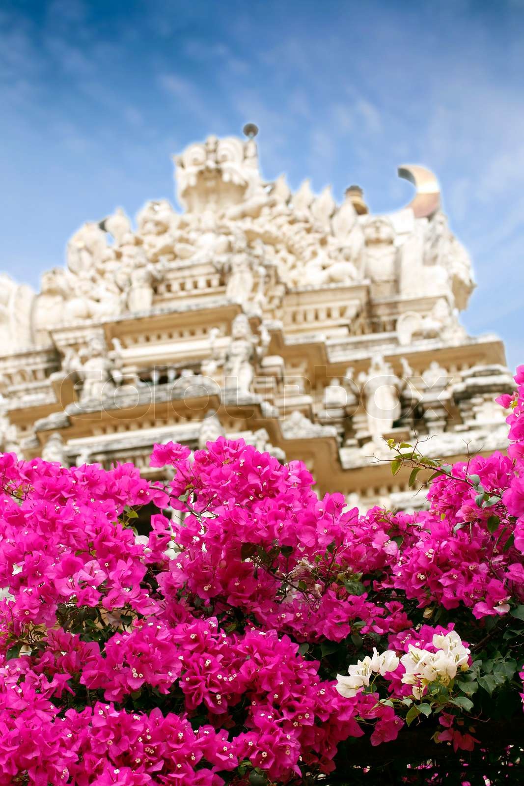 Indian temple entrance and bougainvillea flowers | Stock image | Colourbox