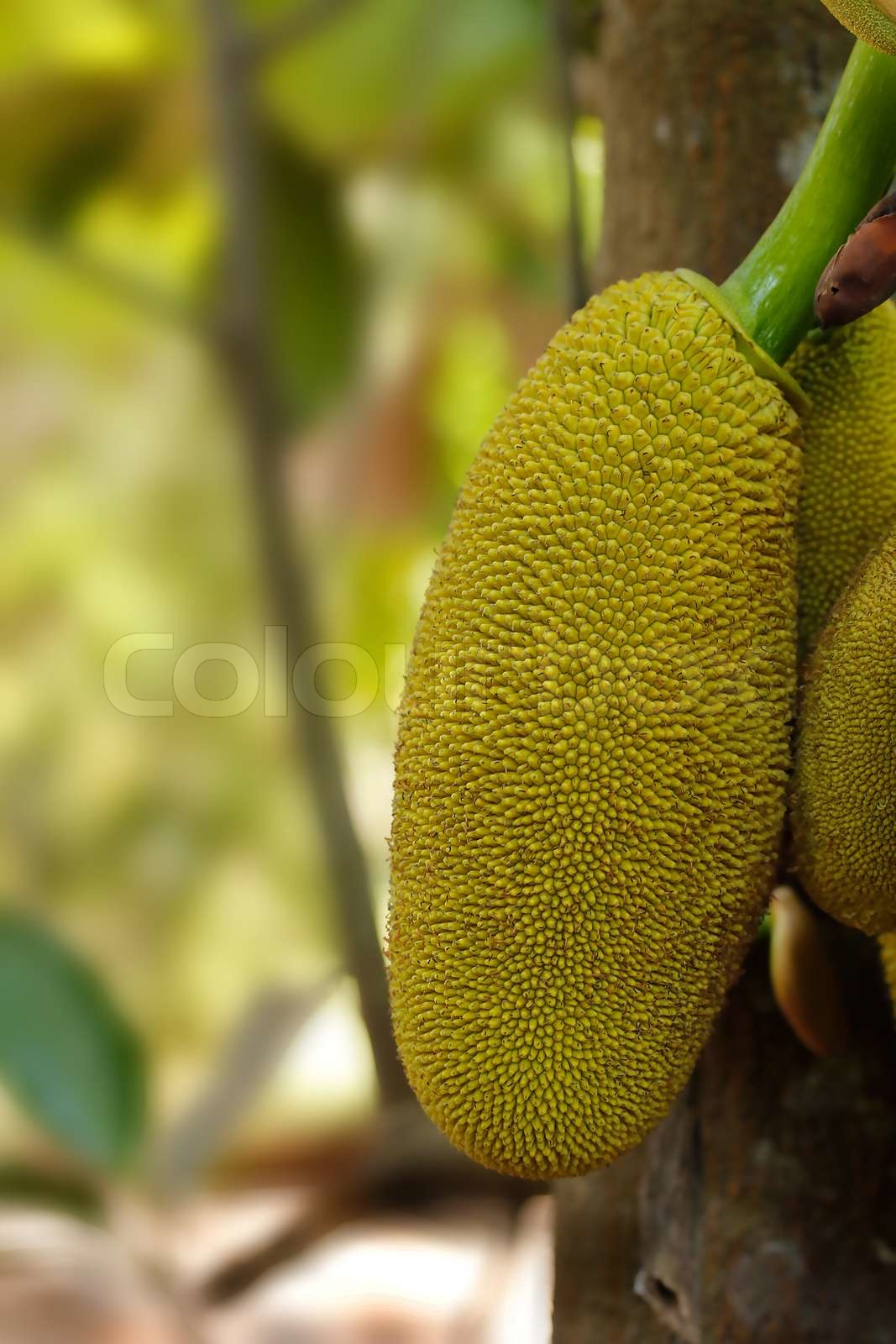 Jackfruit Am Baum Stock Bild Colourbox Jackfruit Am Baum Stock Bild Colourbox