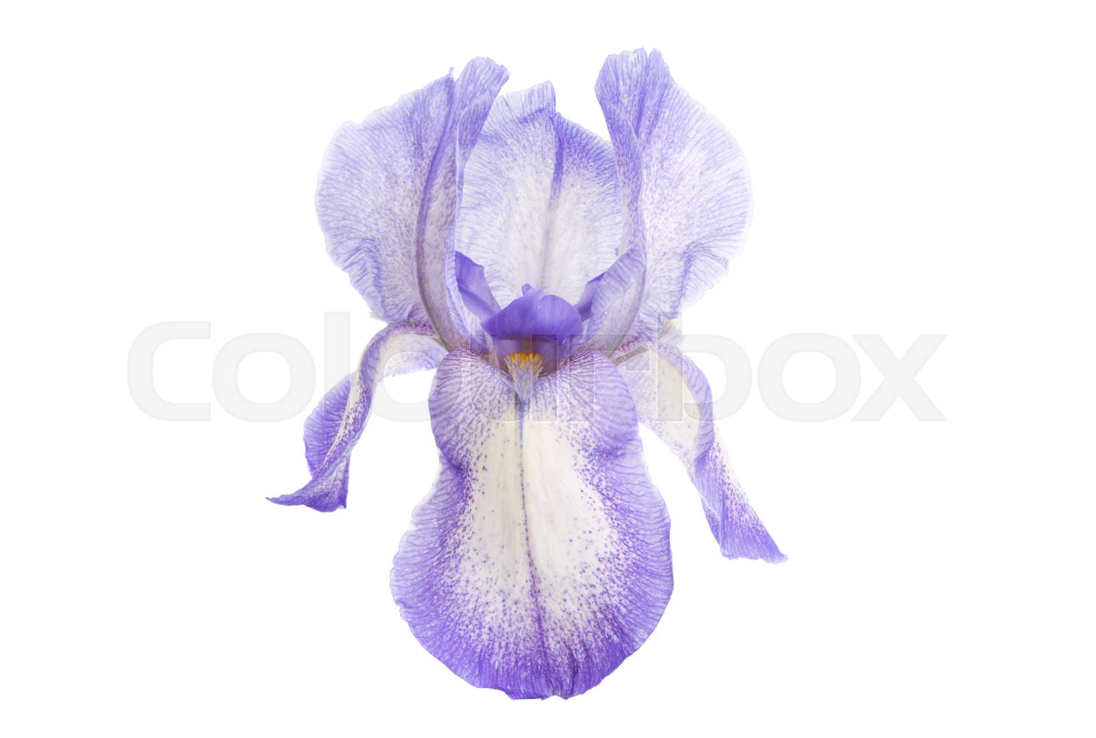 iris flower isolated | Stock image | Colourbox