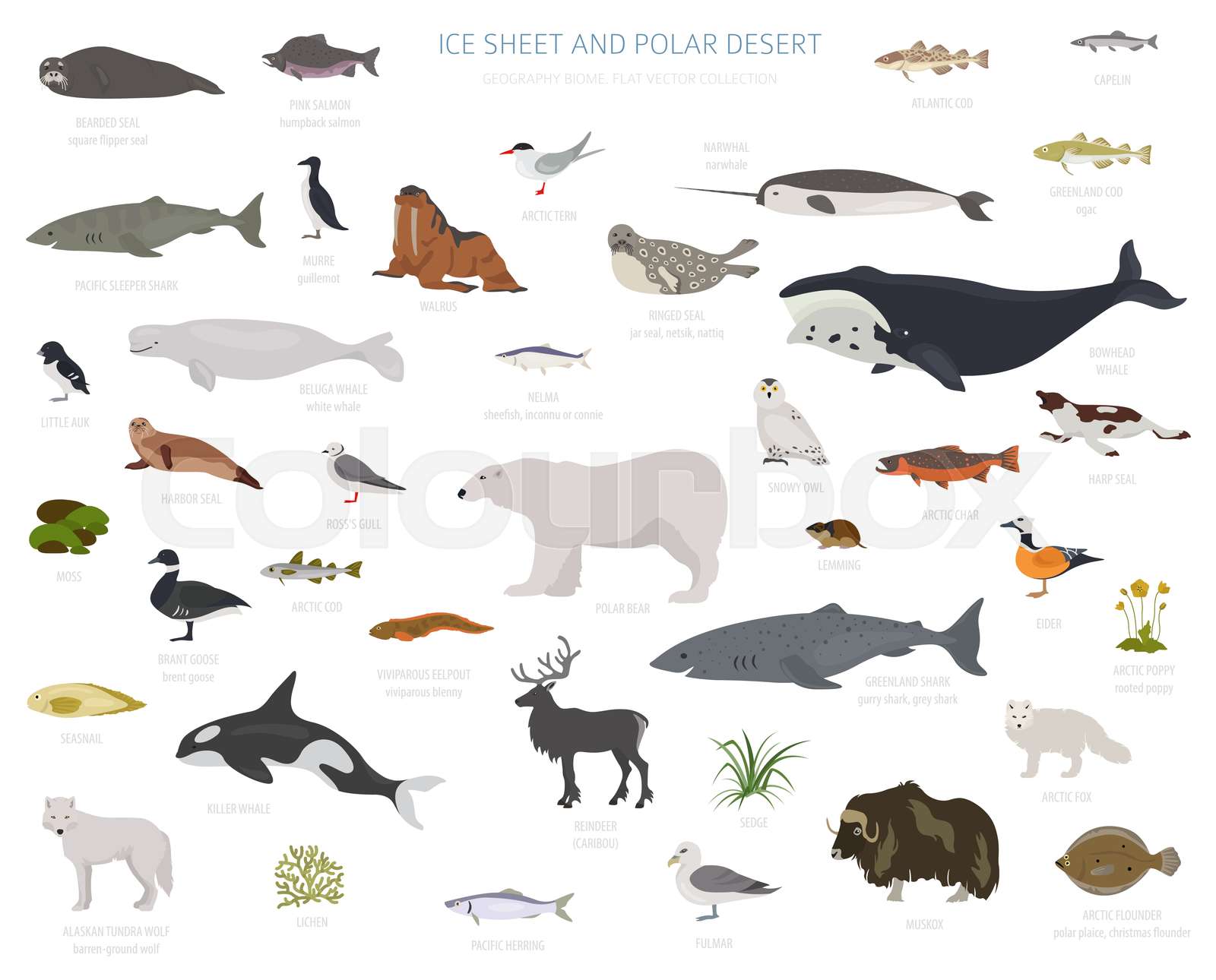 Ice sheet and polar desert biome. Terrestrial ecosystem world map ...