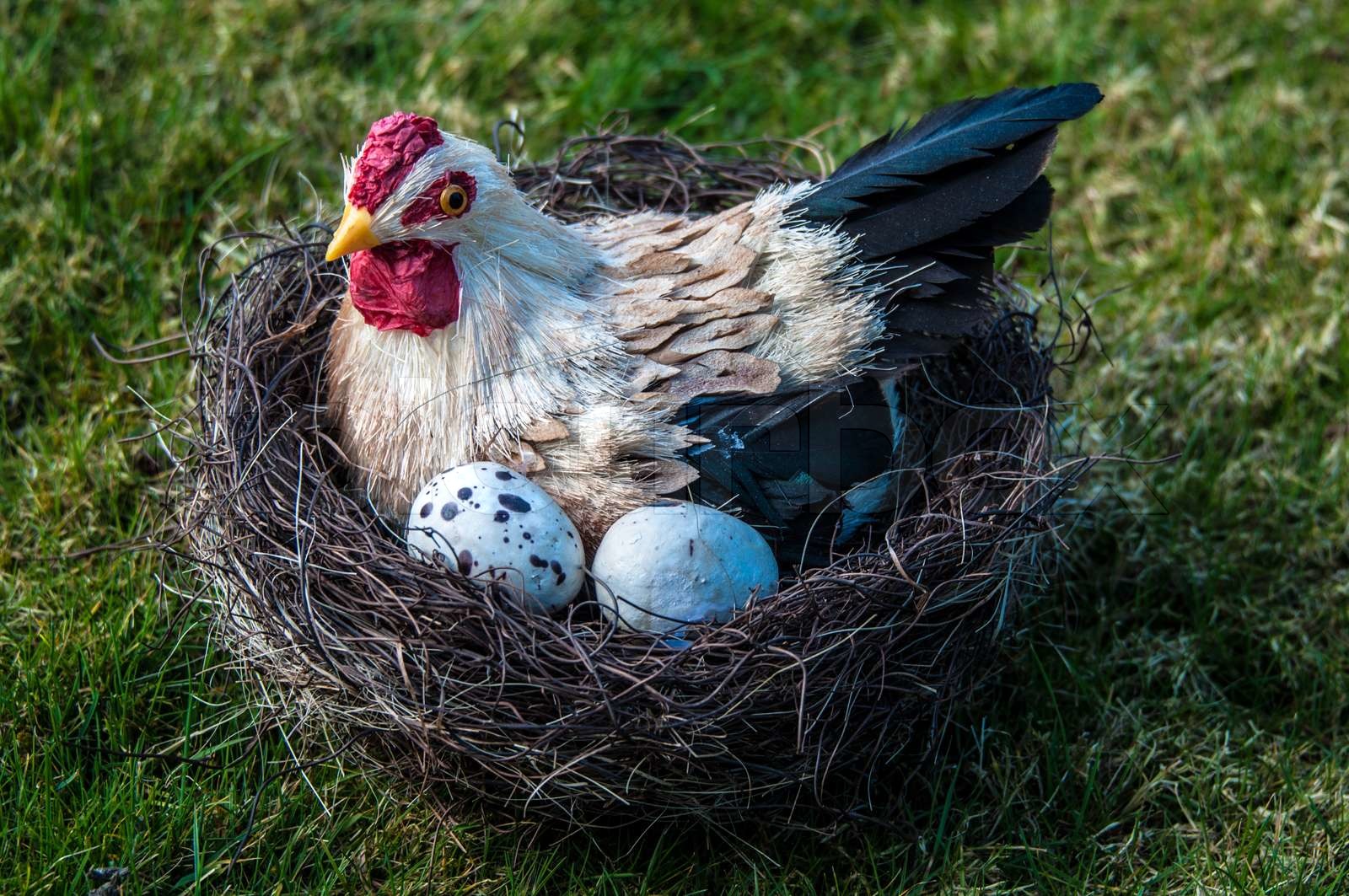 Huhn und Eiern | Stock Bild | Colourbox