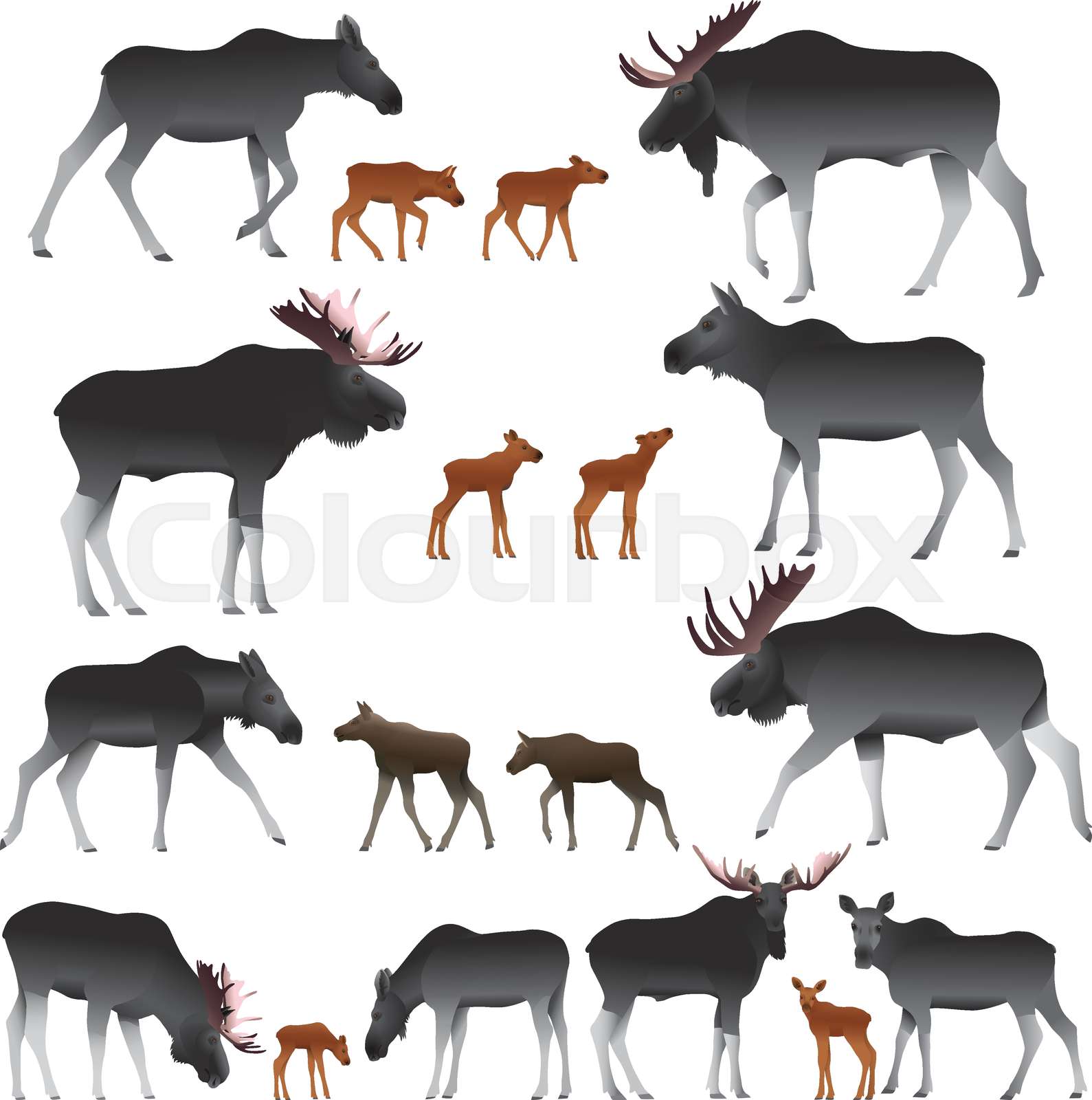 Moose | Stock vector | Colourbox