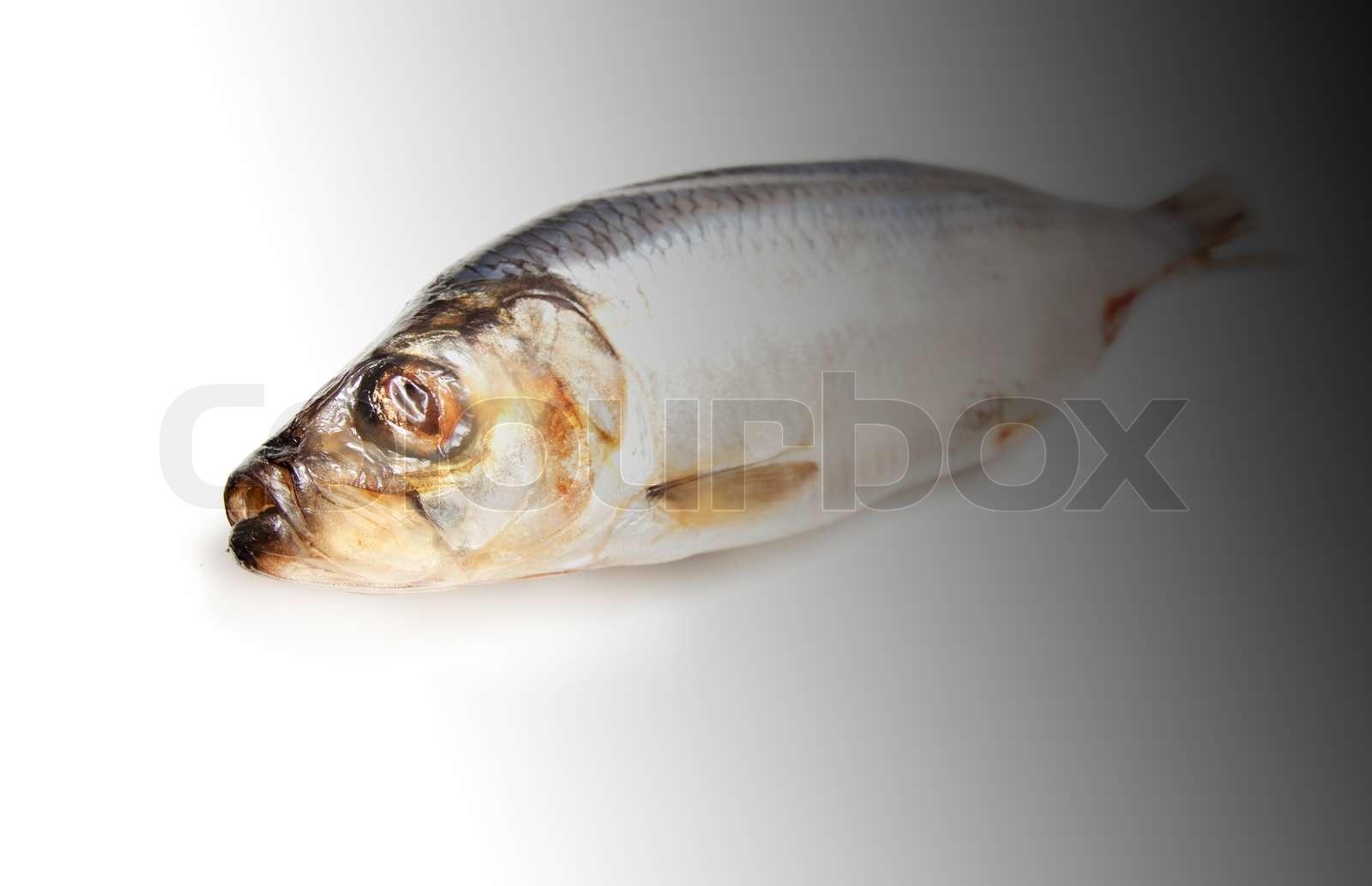 Fresh herring fish | Stock image | Colourbox