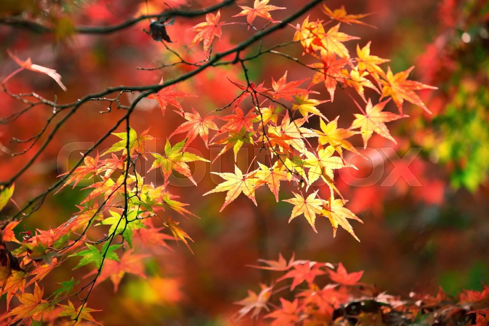 Momiji Leaves