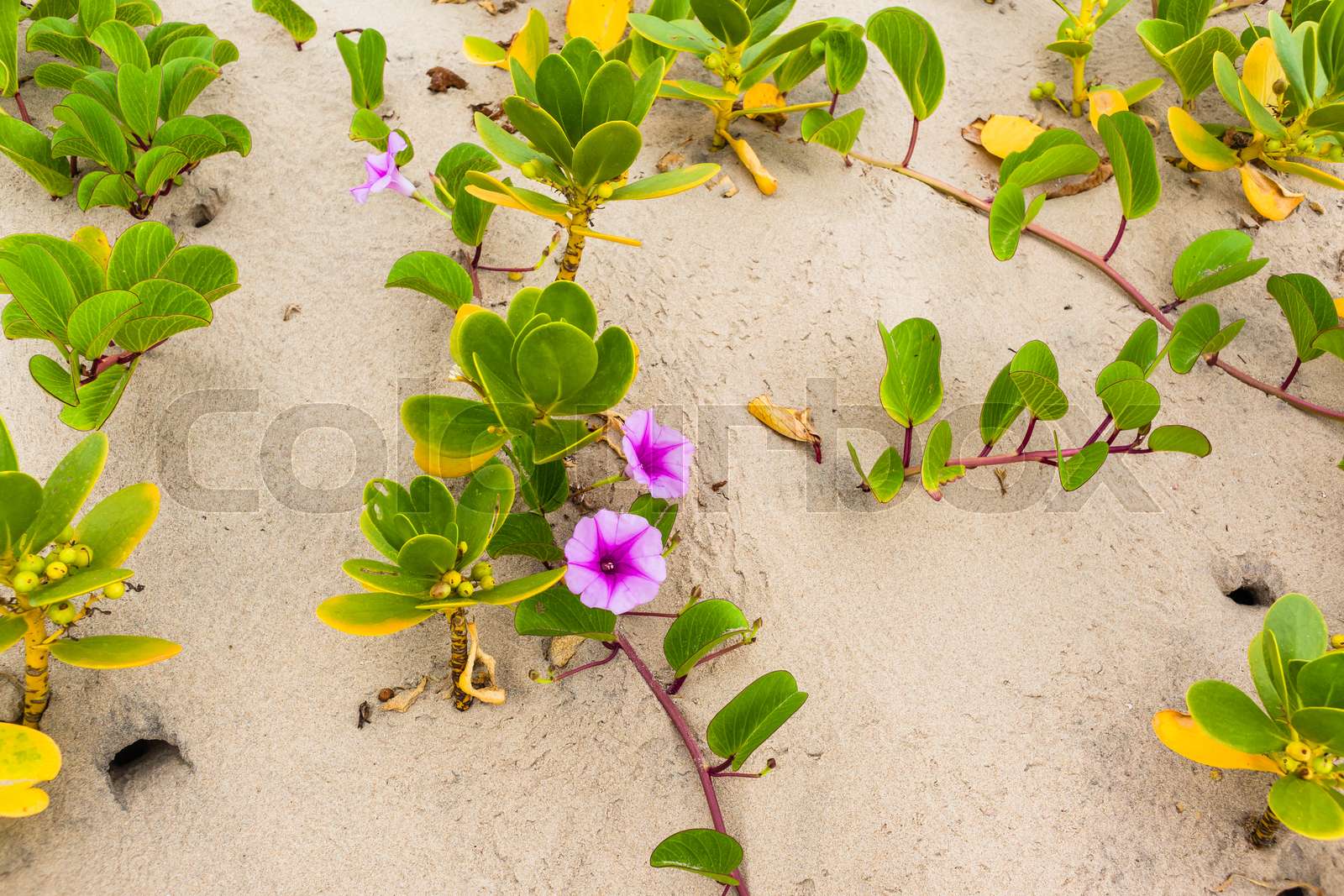Beach Sand Dunes Plants Flowers Nature | Stock image | Colourbox