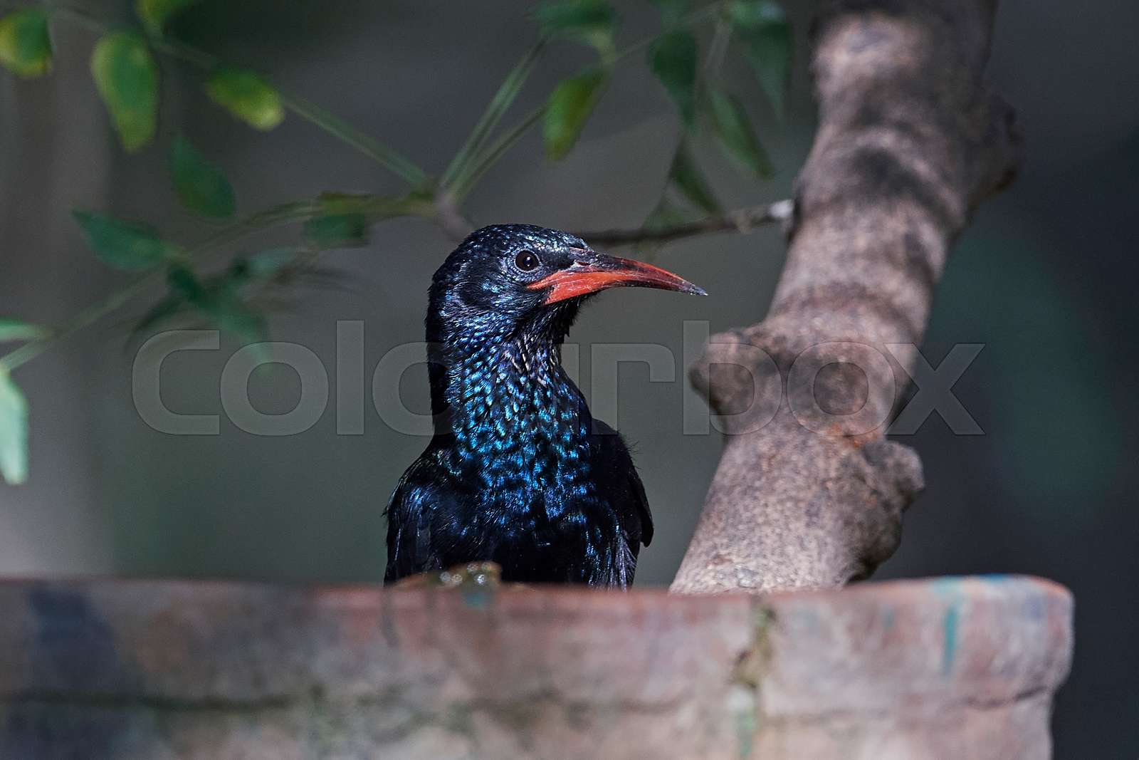 Green wood hoopoe (Phoeniculus purpureus) | Stock image | Colourbox