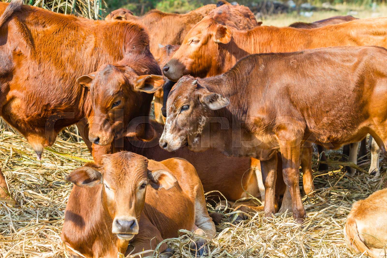 Cattle Young Animals | Stock image | Colourbox