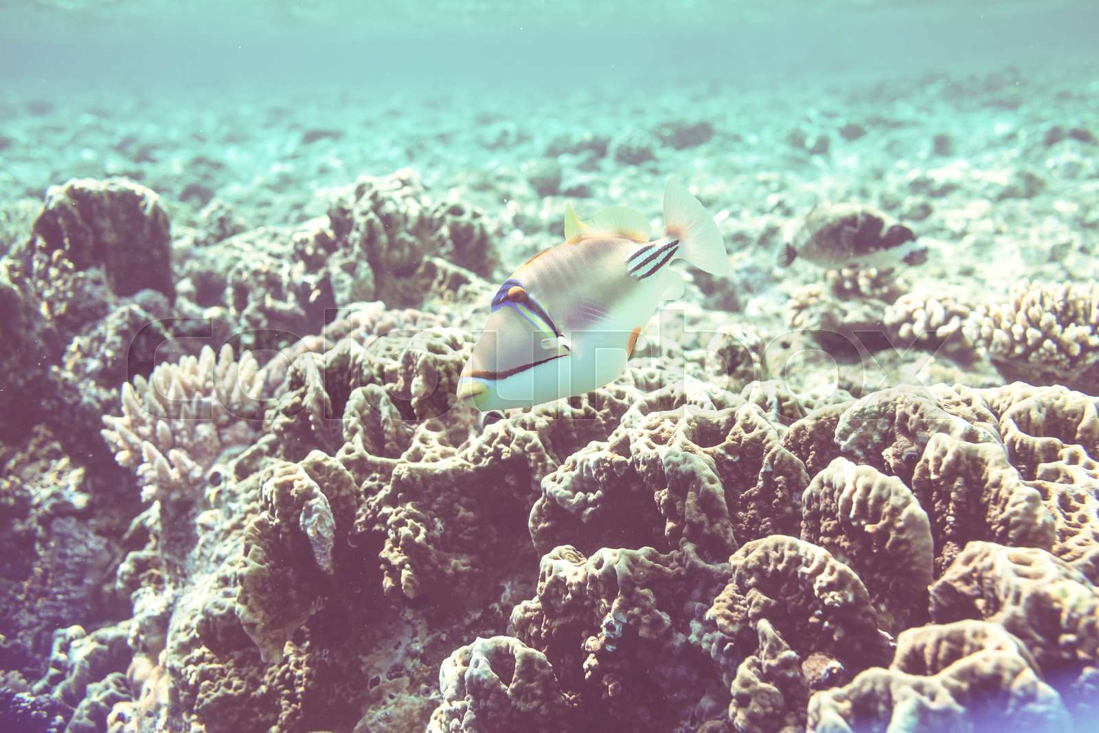 Coral reef | Stock image | Colourbox