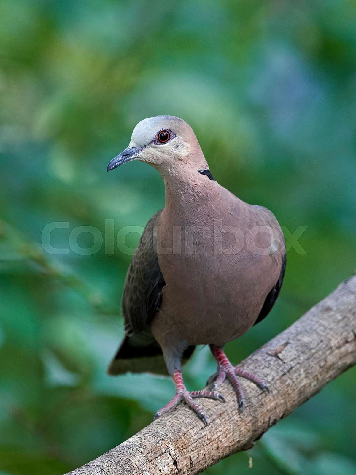 Red-eyed Dove (Streptopelia semitorquata) | Stock image | Colourbox