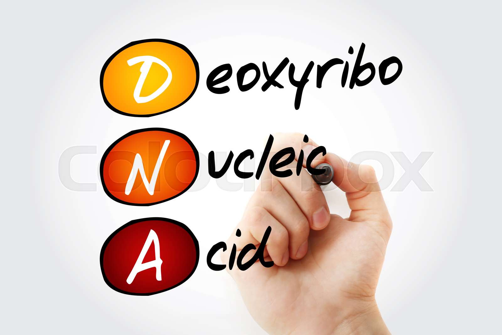 DNA - Deoxyribonucleic Acid, acronym | Stock image | Colourbox