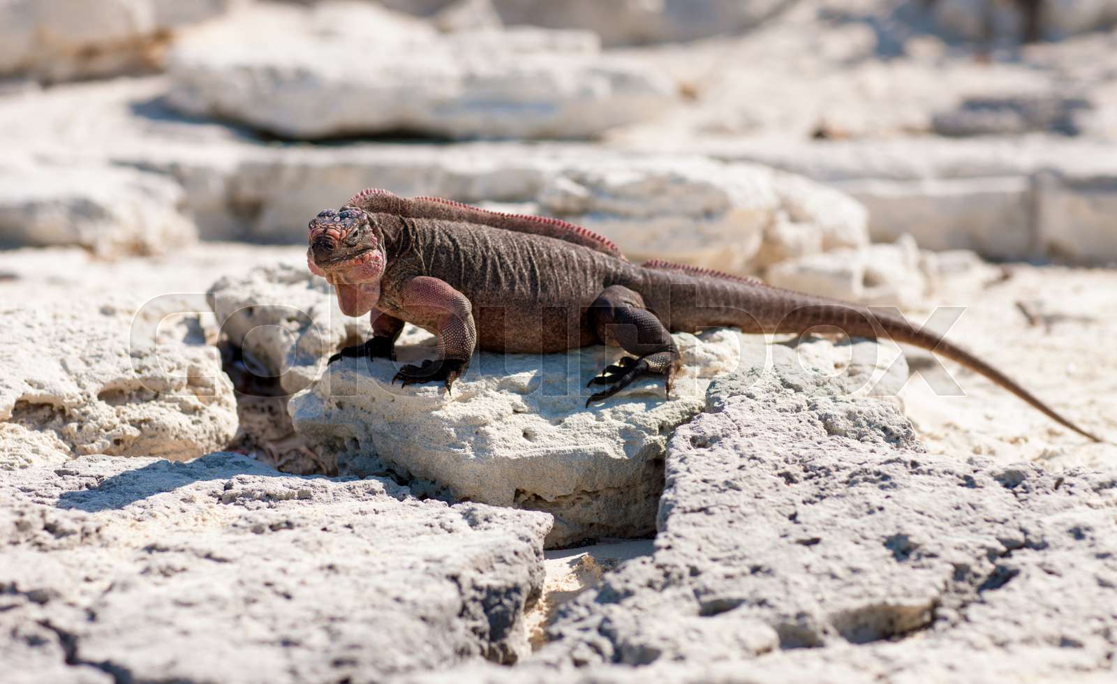 exuma island iguana in the bahamas | Stock image | Colourbox