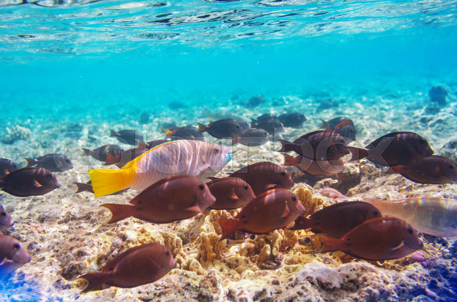 Coral reef | Stock image | Colourbox