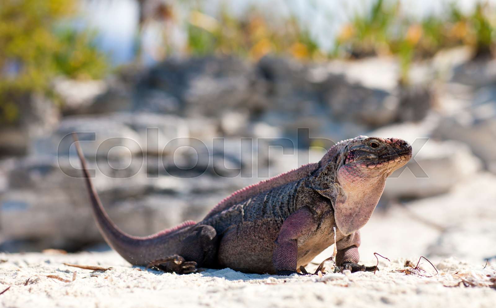exuma island iguana in the bahamas | Stock image | Colourbox