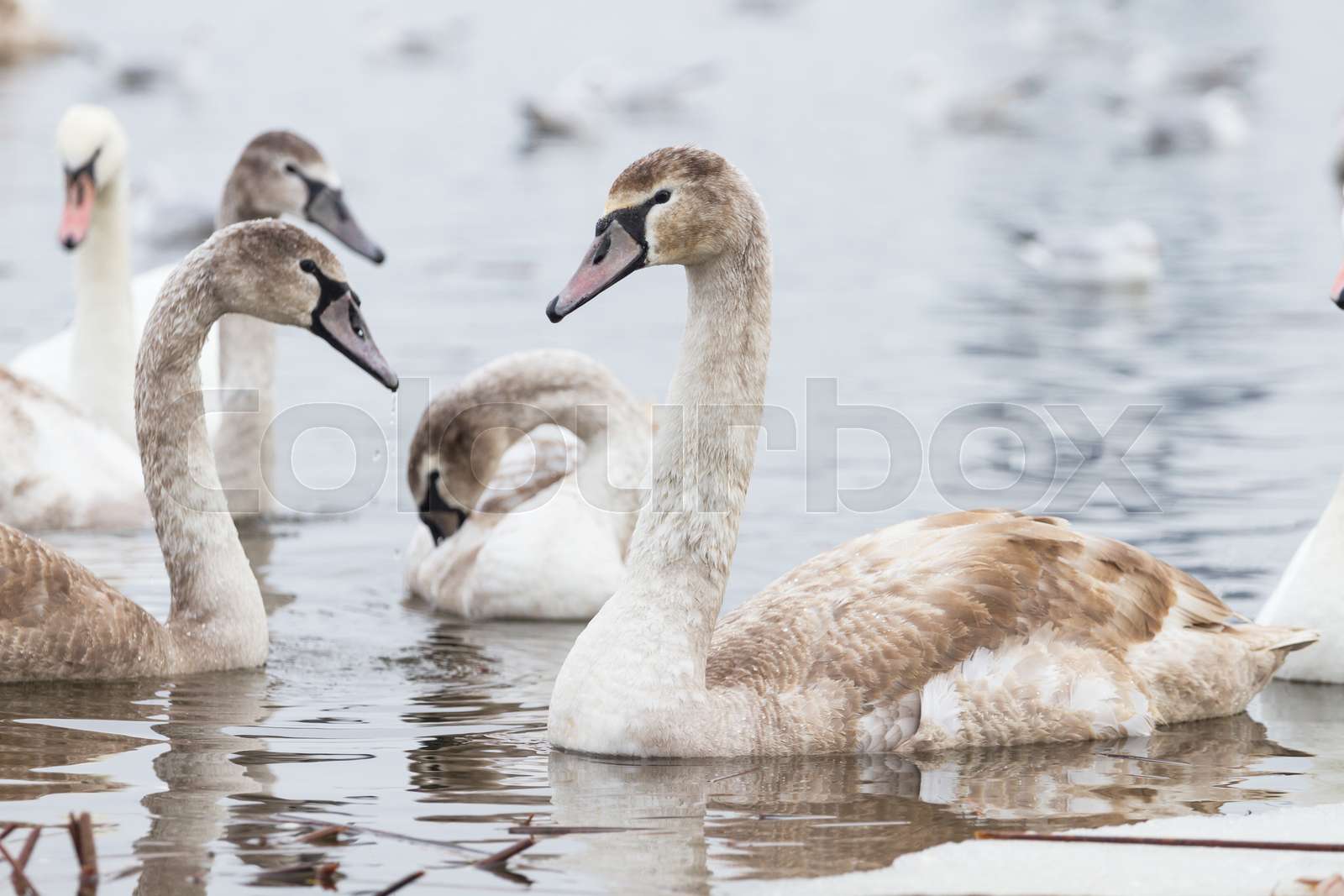 Young swans on a winter pond | Stock image | Colourbox