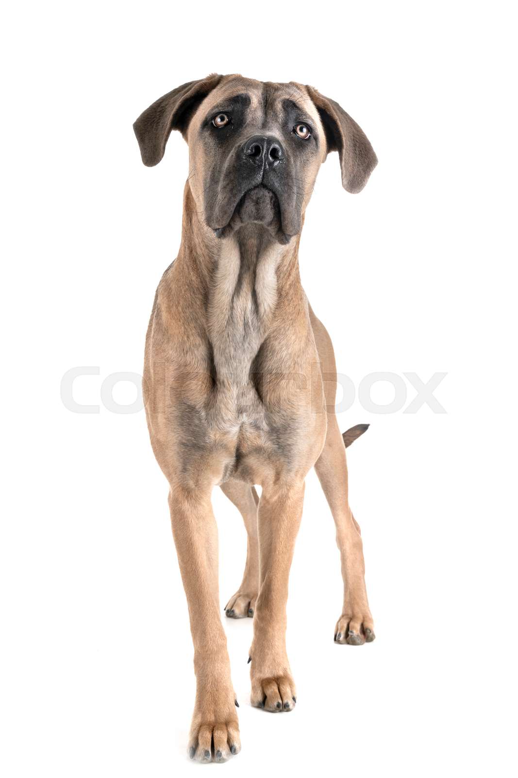Cane Corso Brown