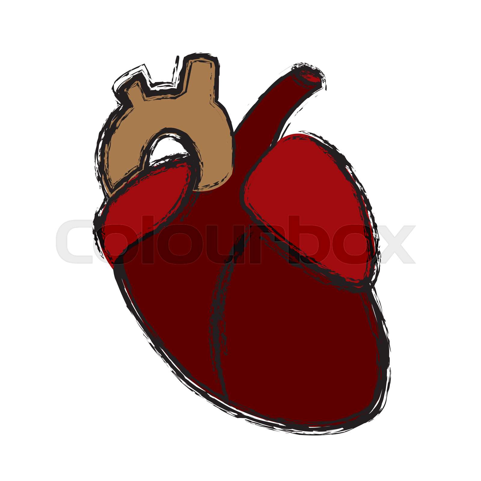 Human heart symbol | Stock vector | Colourbox