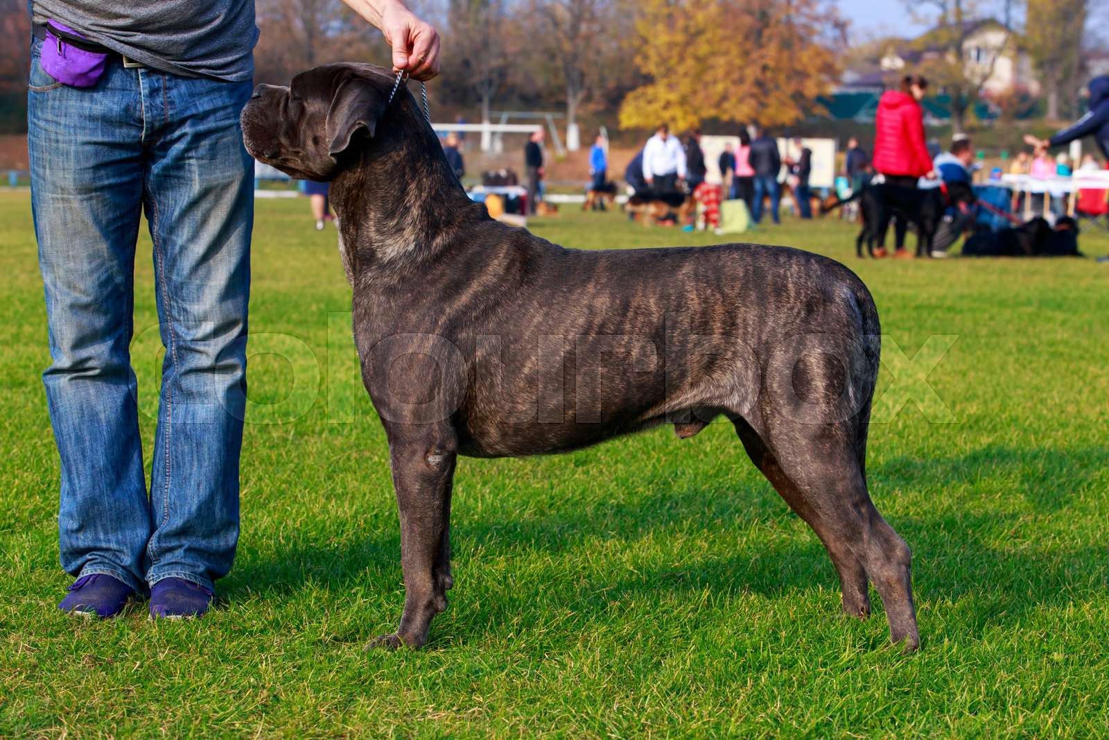 Dog breed Italiano Cane Corso | Stock image | Colourbox