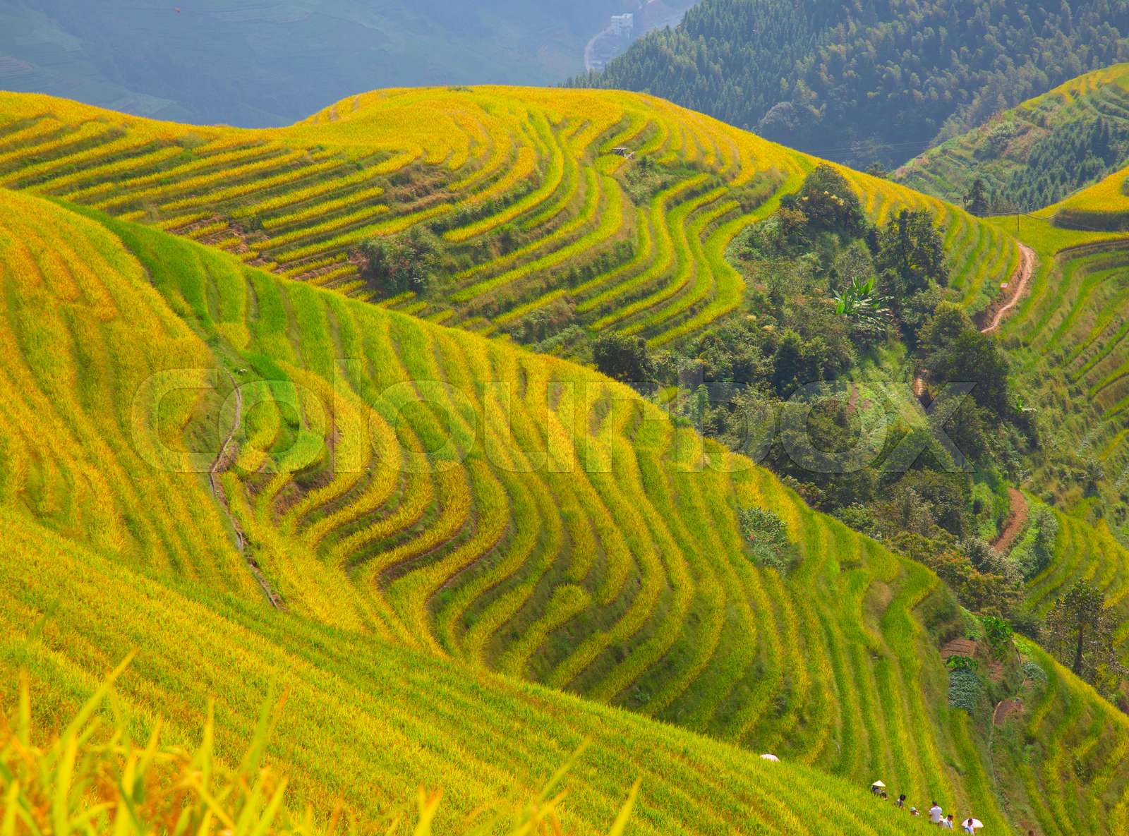 Longji Rice Terraces | Stock image | Colourbox