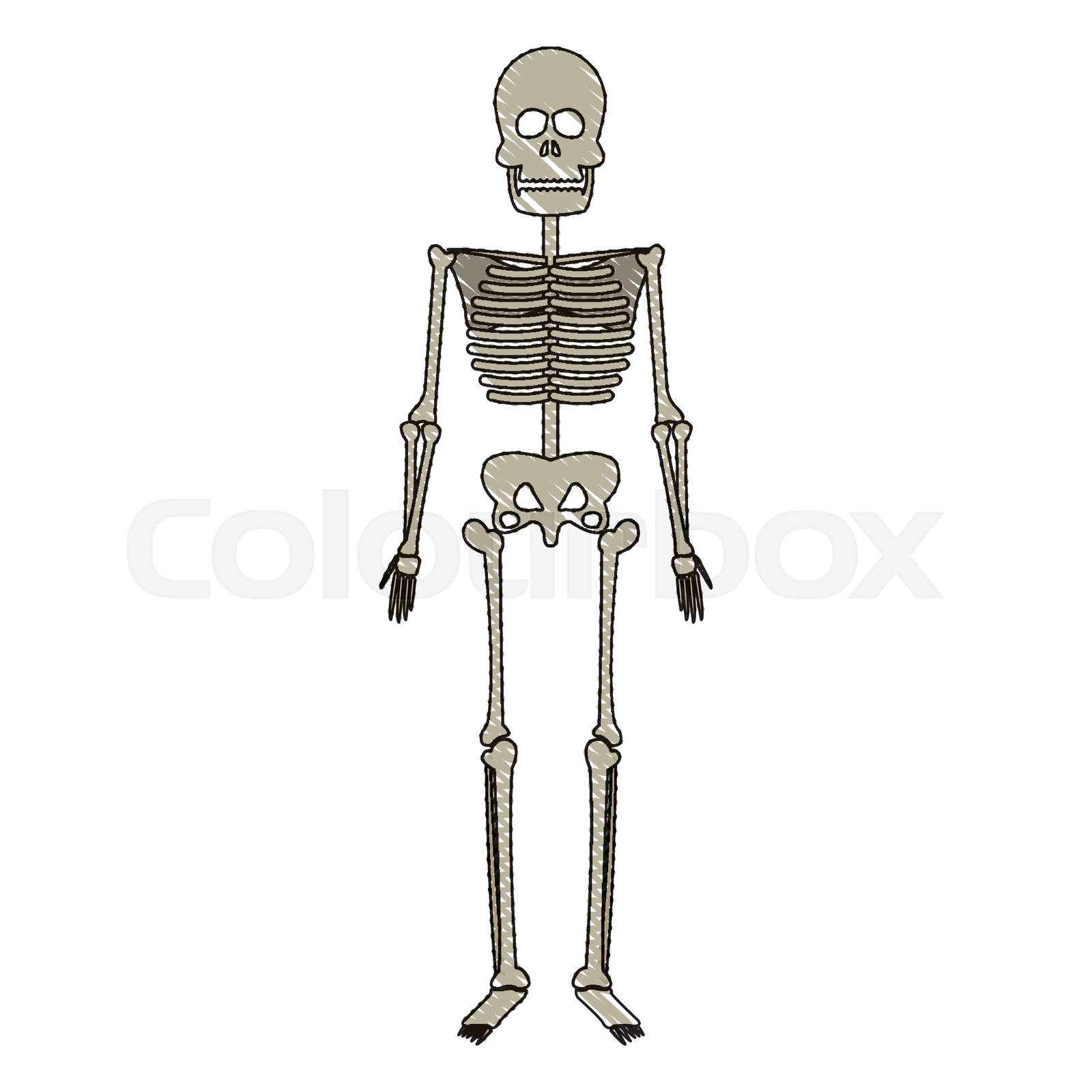 skelet, tegning, anatomi | Stock vektor | Colourbox