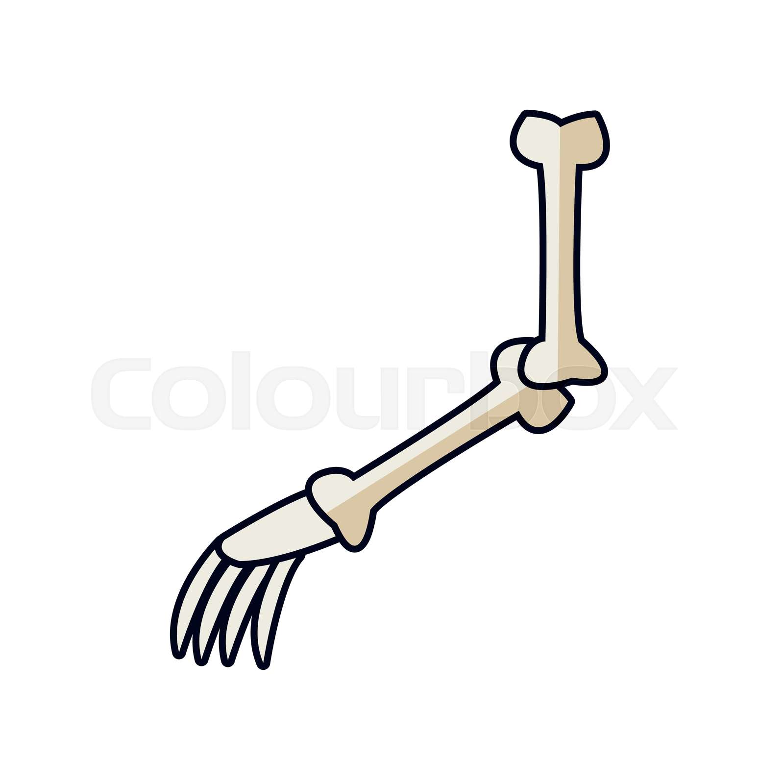 cartoon arm bone part skeleton comic | Stock vector | Colourbox