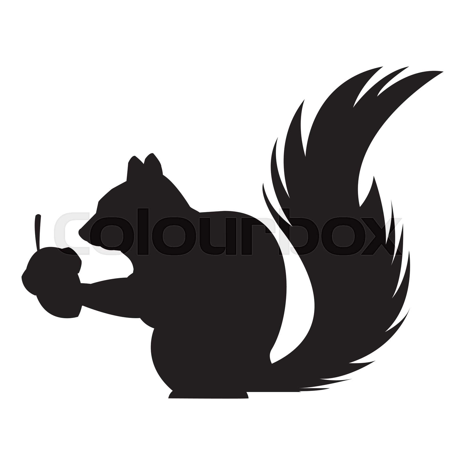 cute squirrel eats nut nature wildlife image | Stock vector | Colourbox