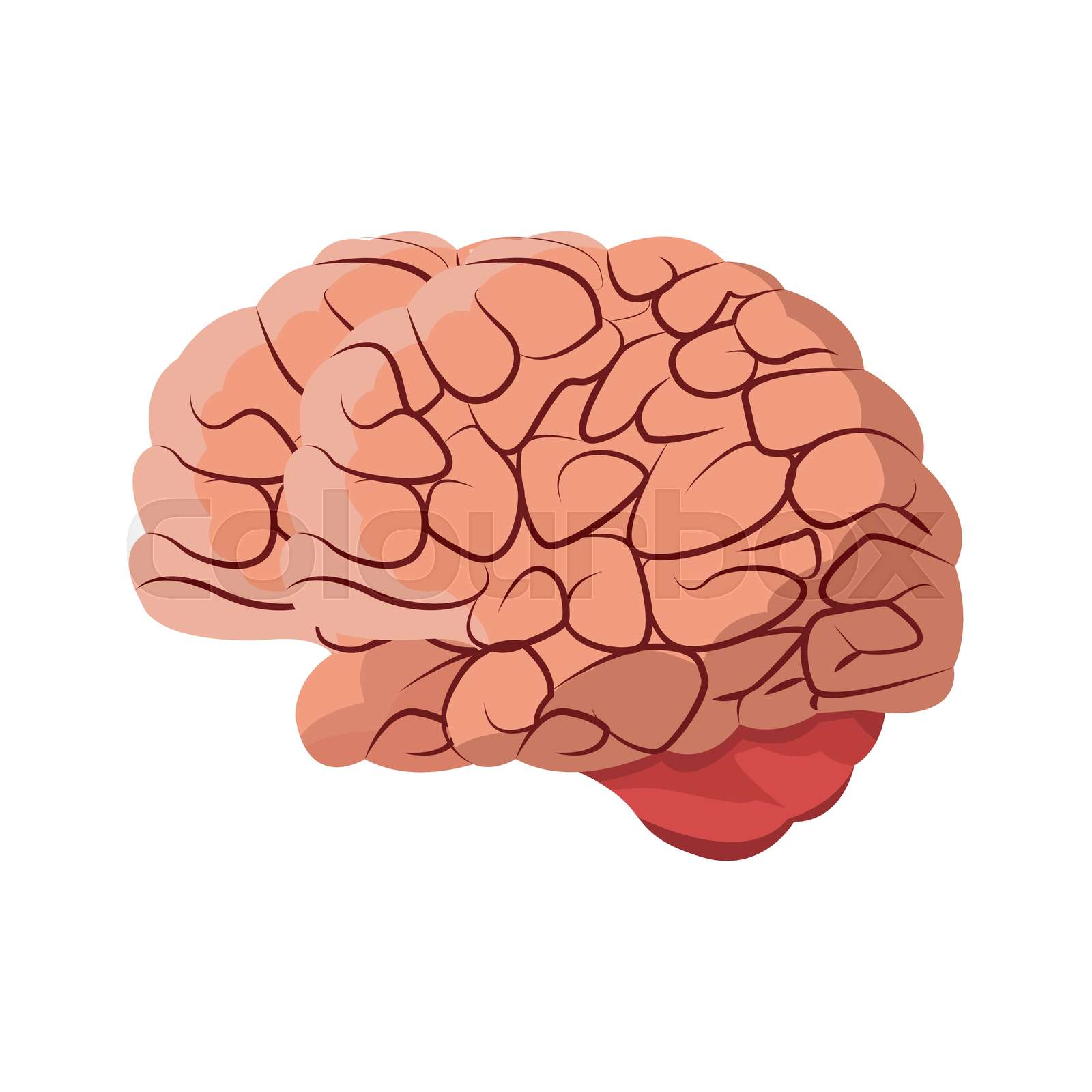 human brain medical science section schematic | Stock vector | Colourbox