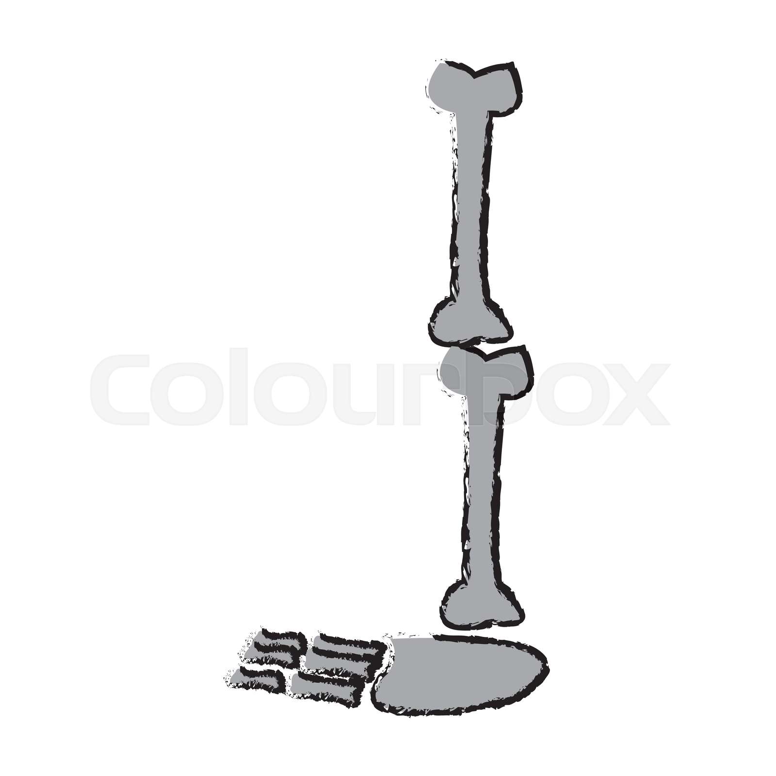 cartoon leg human bone foot | Stock vector | Colourbox