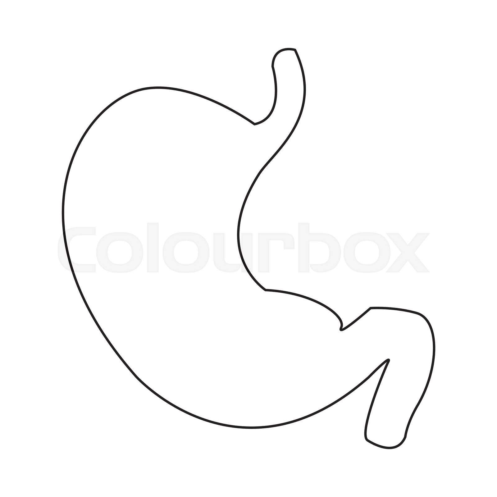 stomach human internal organ digestive system anatomy | Stock vector ...