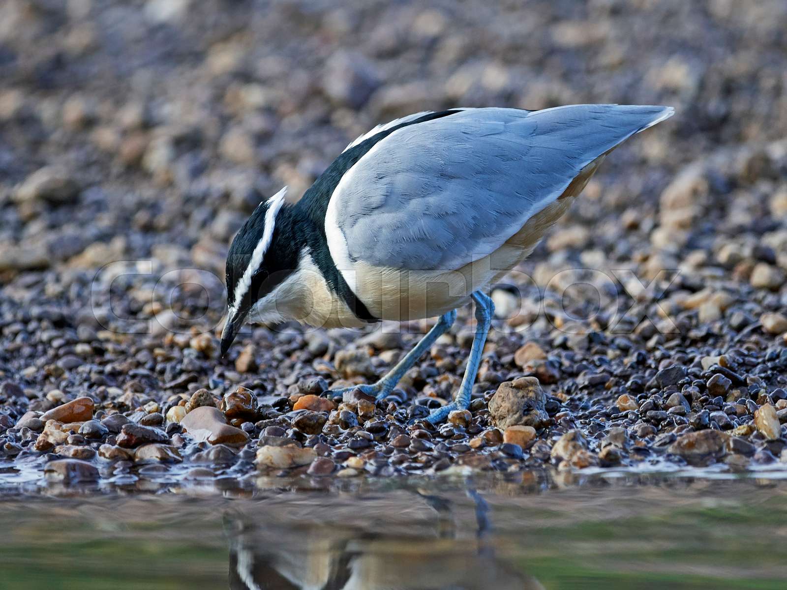 Egyptian plover (Pluvianus aegyptius) | Stock image | Colourbox