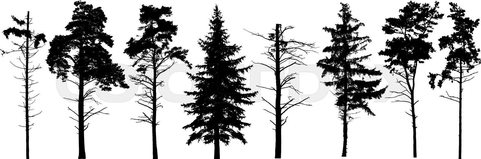 Evergreen Branch Silhouette