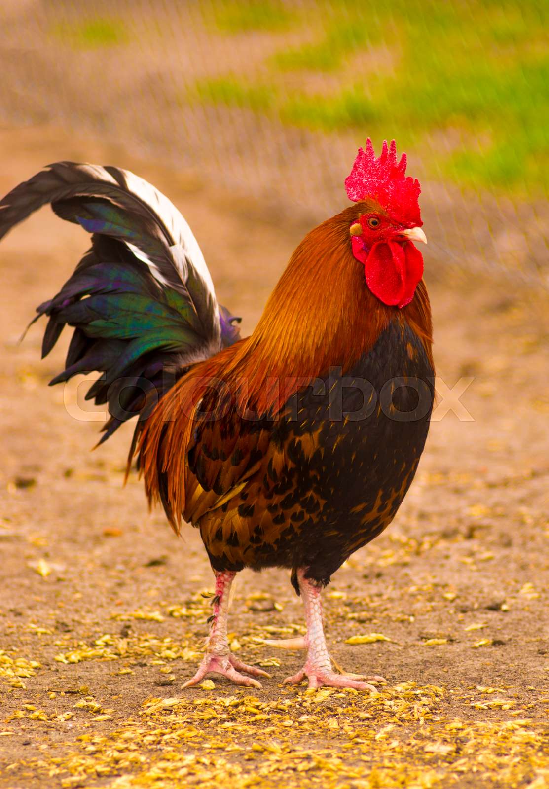 rooster bird walking around the farm | Stock image | Colourbox