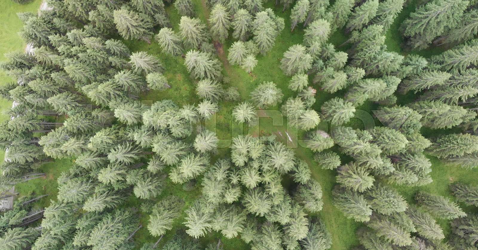 Overhead downward aerial view of pine trees woods | Stock image | Colourbox