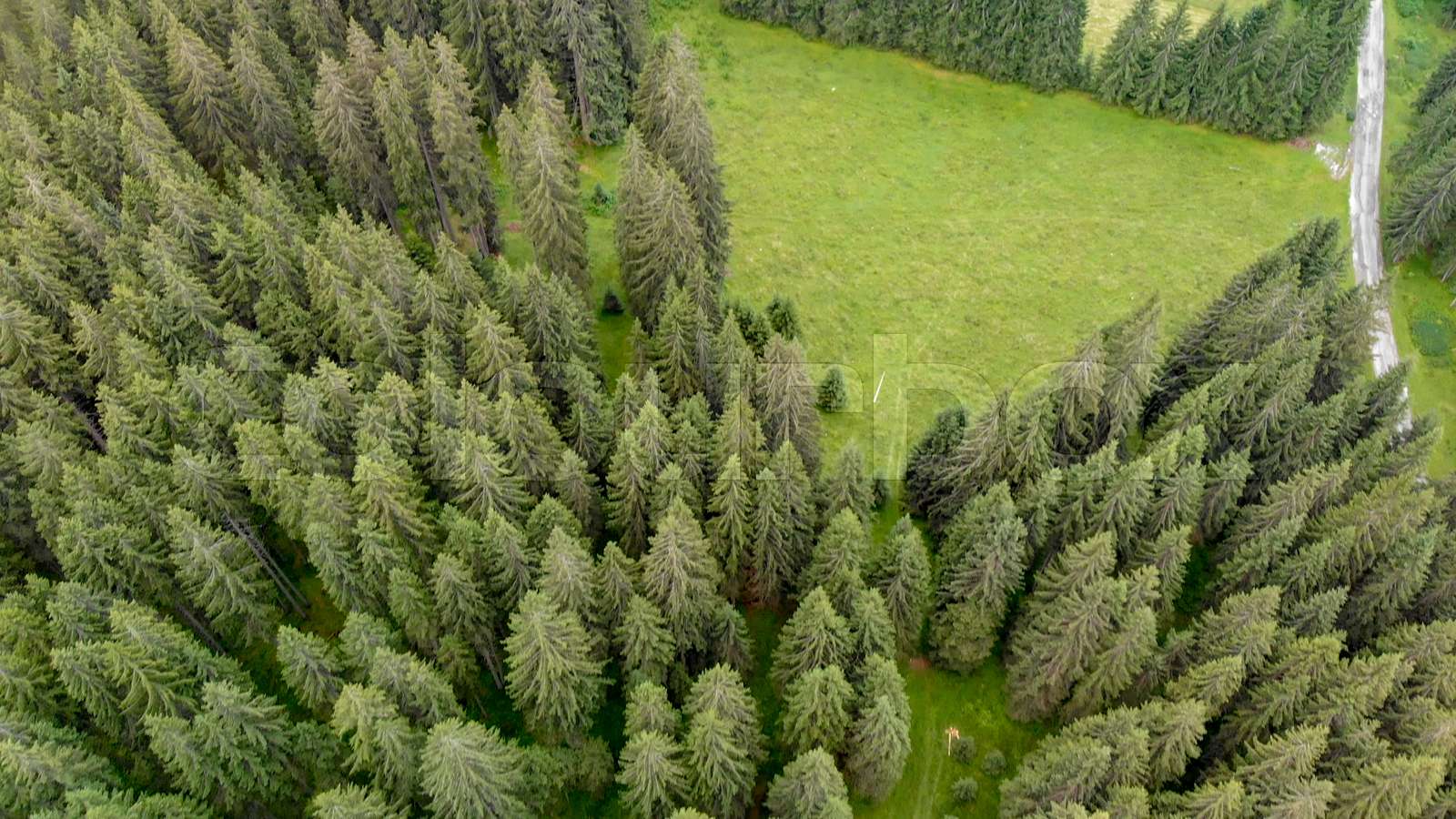 Overhead downward aerial view of pine trees woods | Stock image | Colourbox