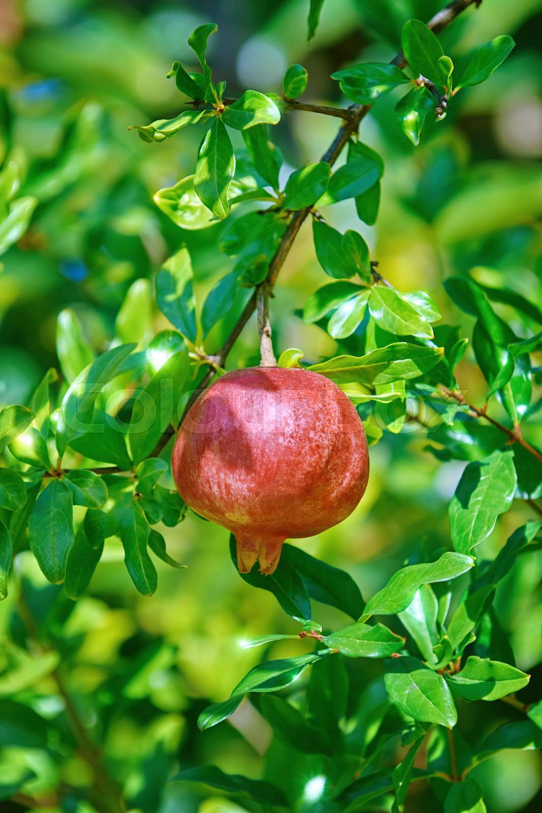 Pomegranate tree or Socotran pomegranate | Stock image | Colourbox