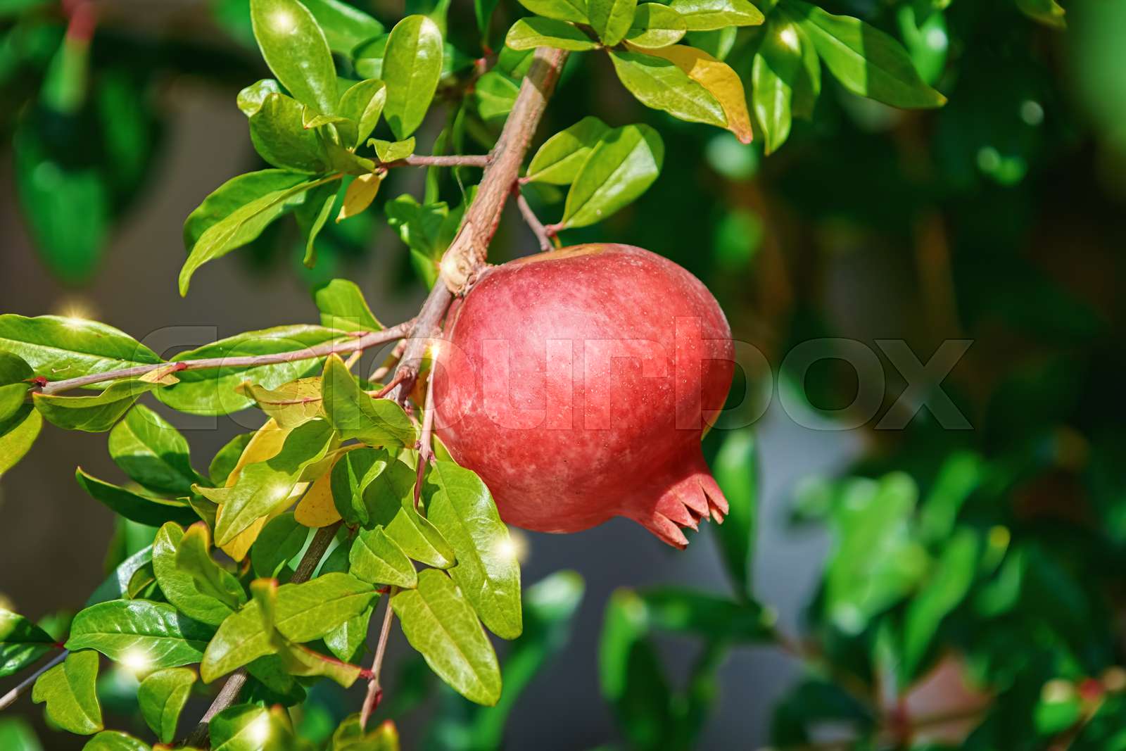 Pomegranate tree or Socotran pomegranate | Stock image | Colourbox