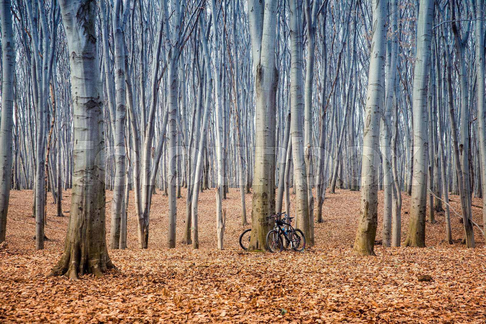 beech forest in Ukraine | Stock image | Colourbox