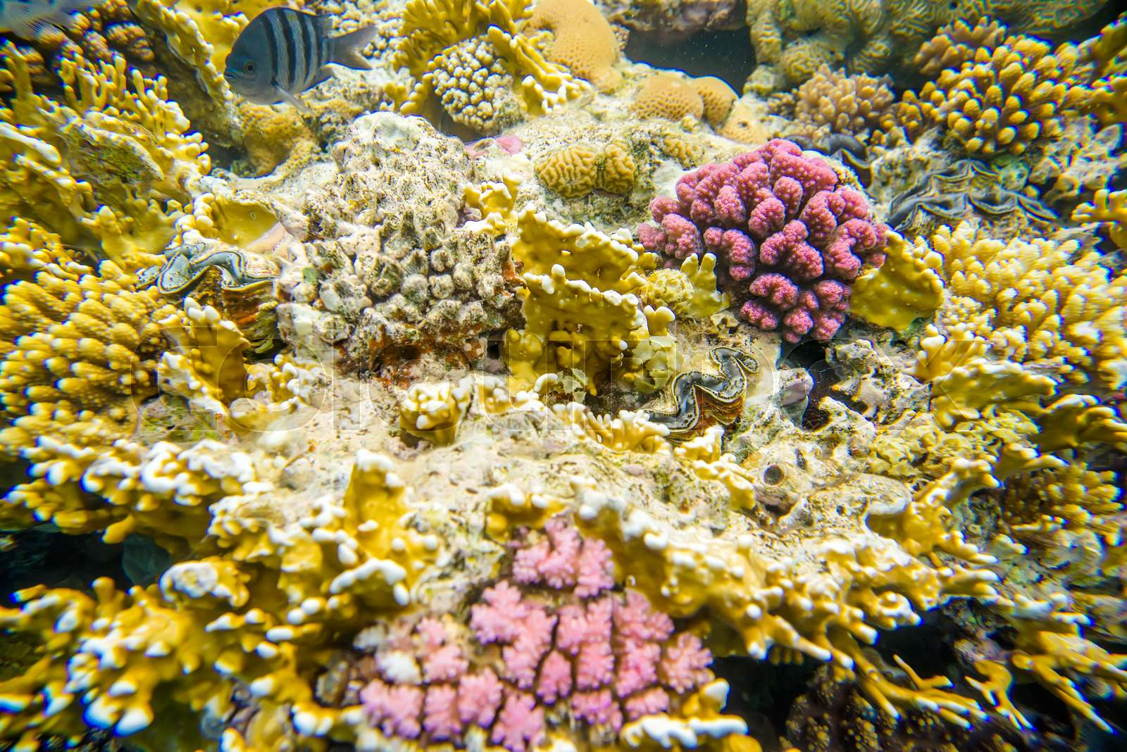 coral reef of the red sea | Stock image | Colourbox coral reef of the red sea | Stock image | Colourbox