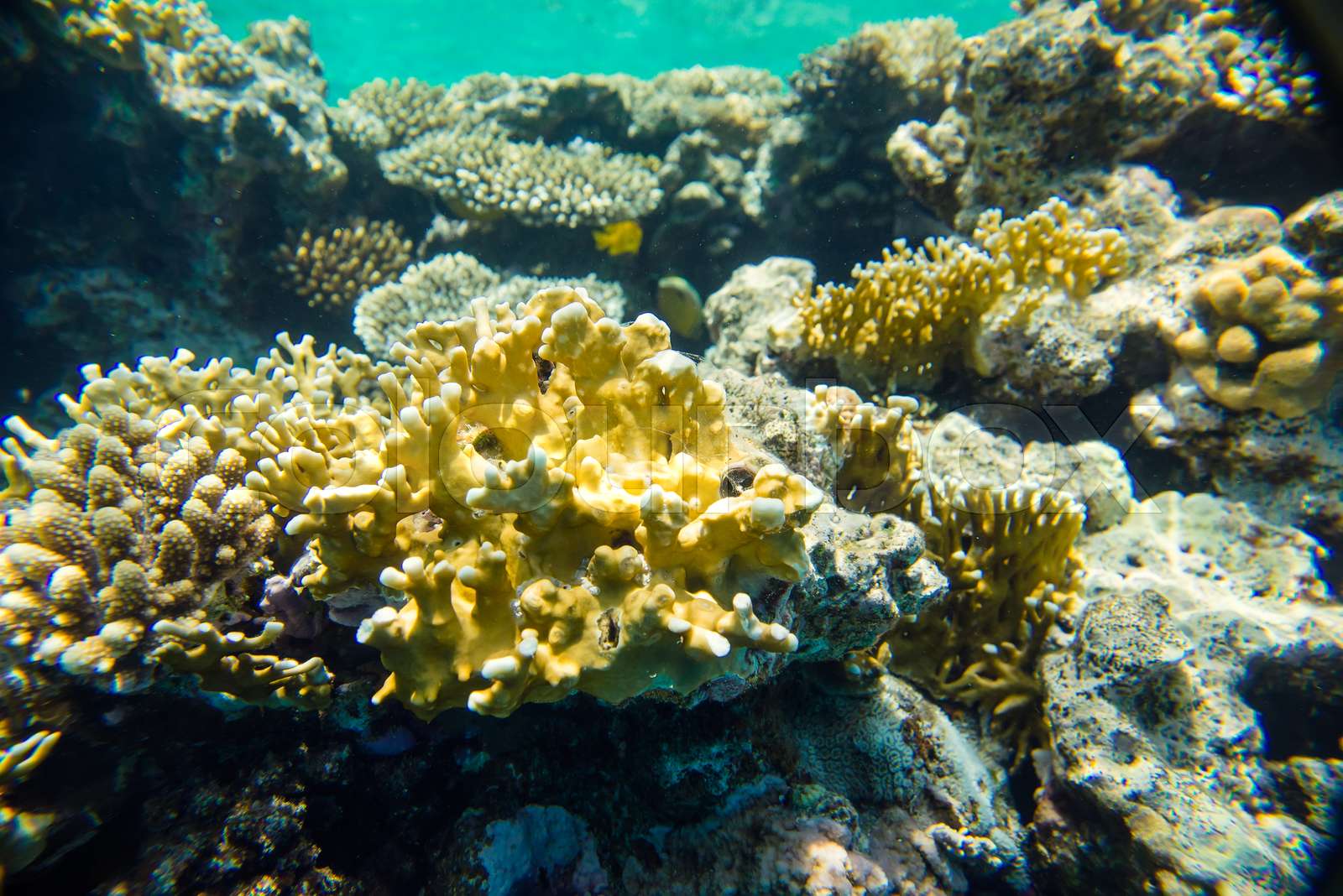 coral reef of the red sea | Stock image | Colourbox coral reef of the red sea | Stock image | Colourbox