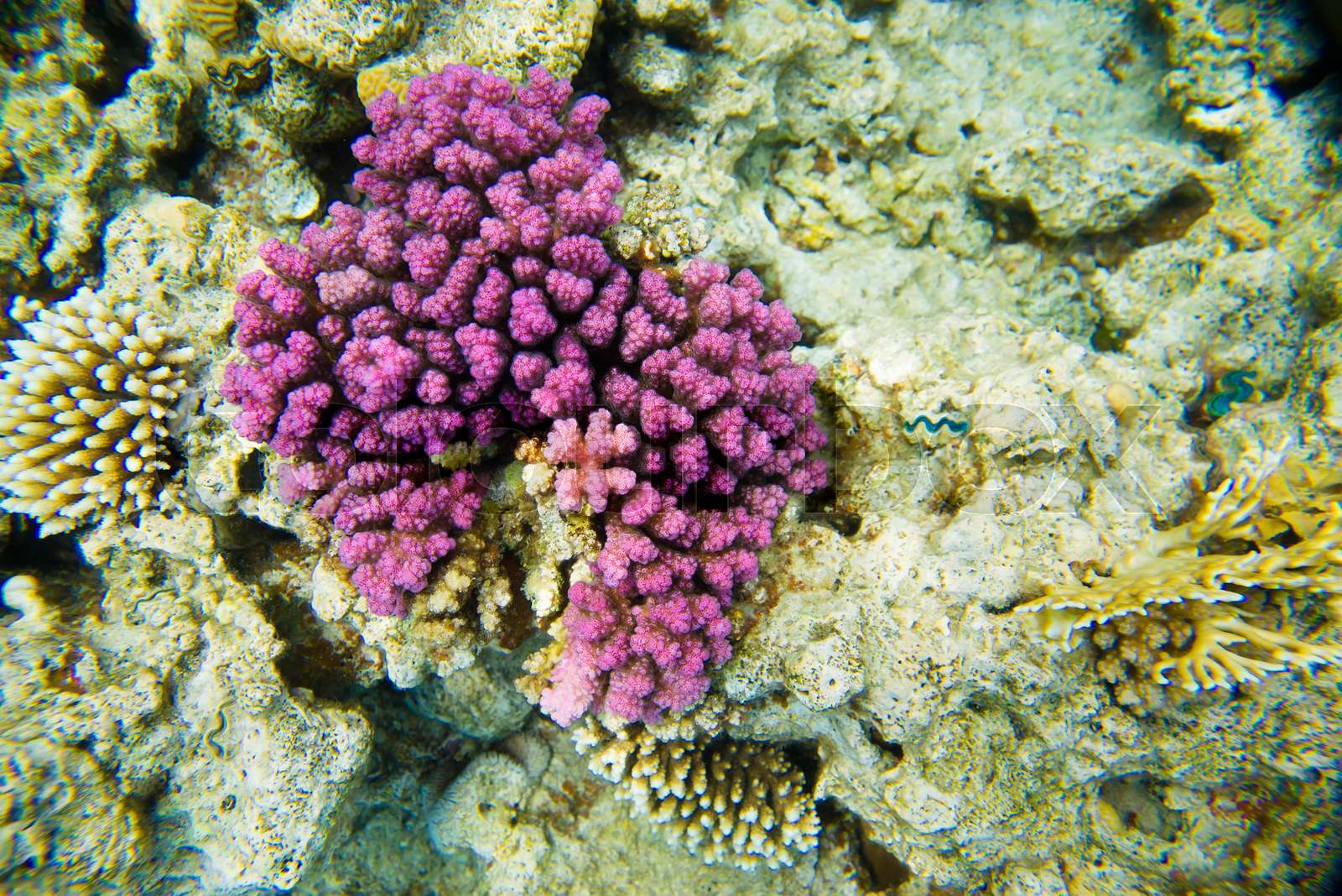 coral reef of the red sea | Stock image | Colourbox