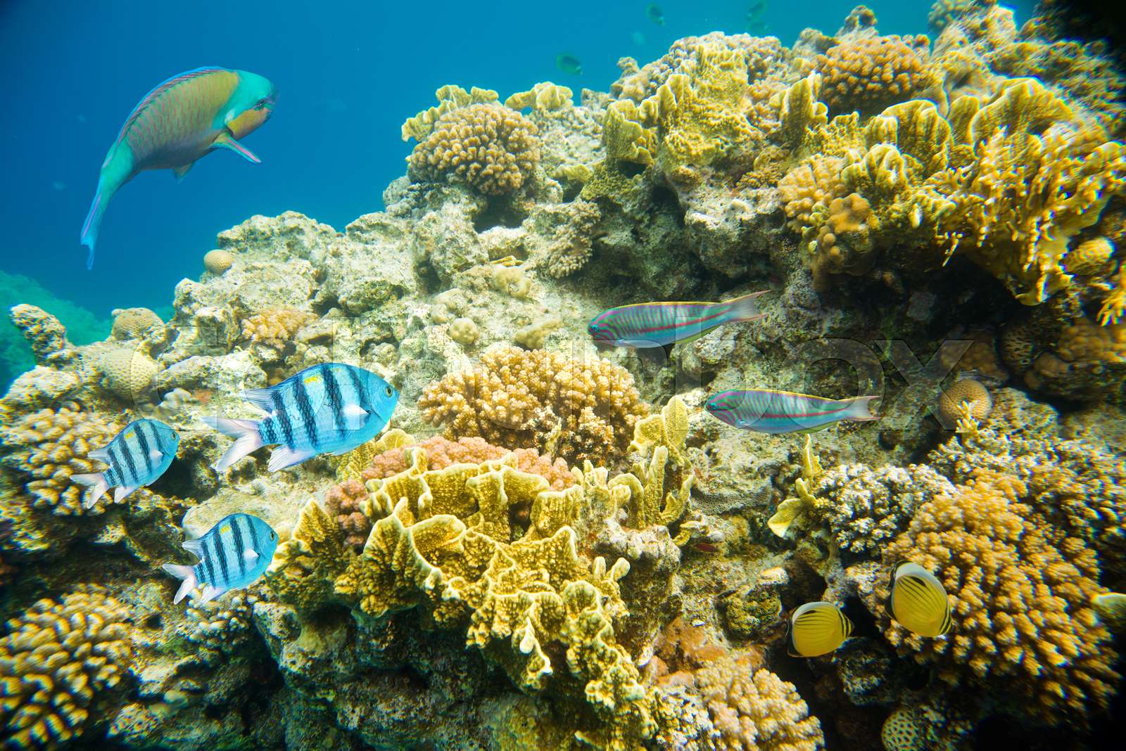 coral reef of the red sea | Stock image | Colourbox