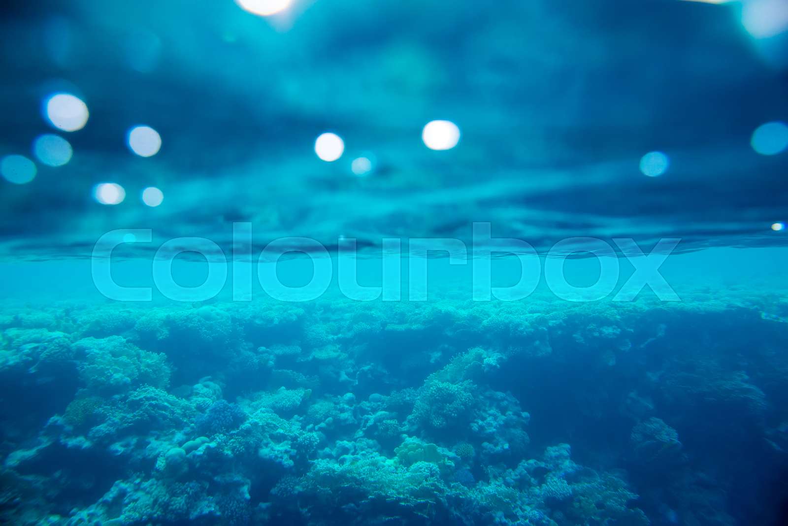 coral reef of the red sea | Stock image | Colourbox