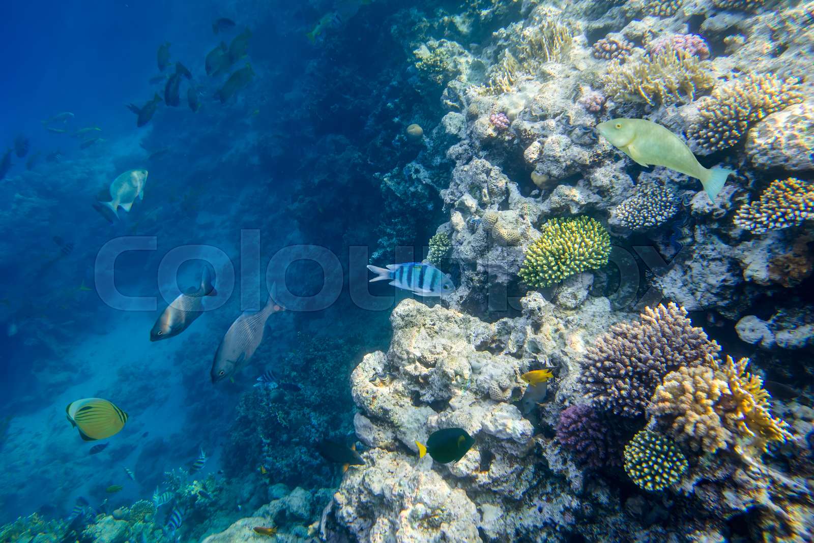 coral reef with fishes of the red sea | Stock image | Colourbox