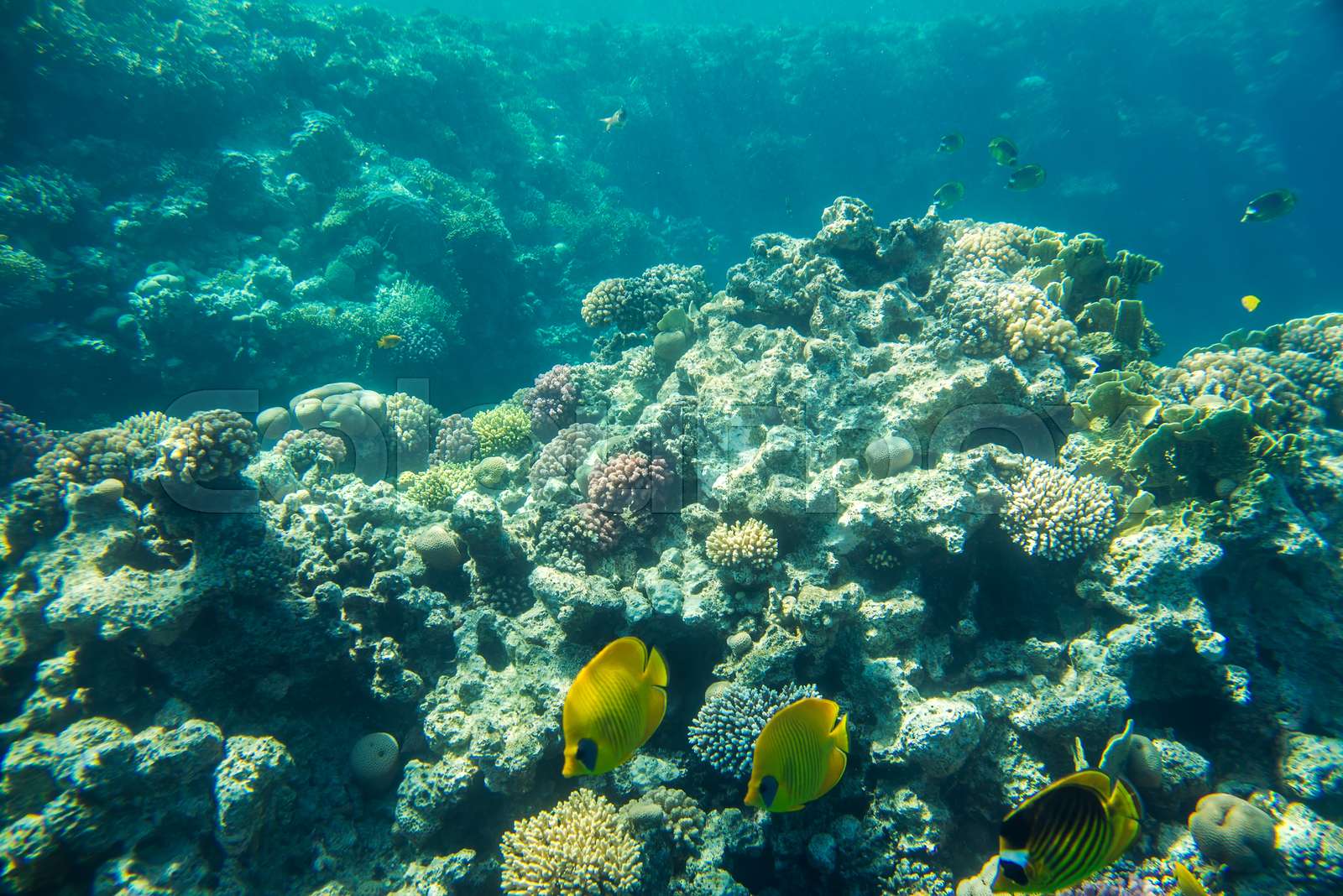 coral reef of the red sea | Stock image | Colourbox