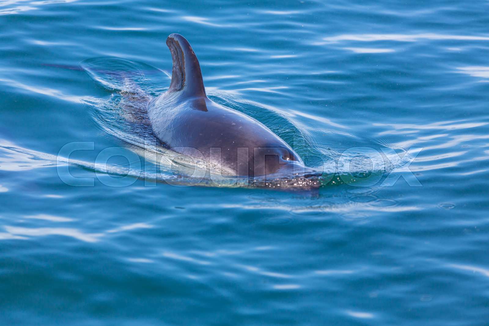 Dolphin | Stock image | Colourbox