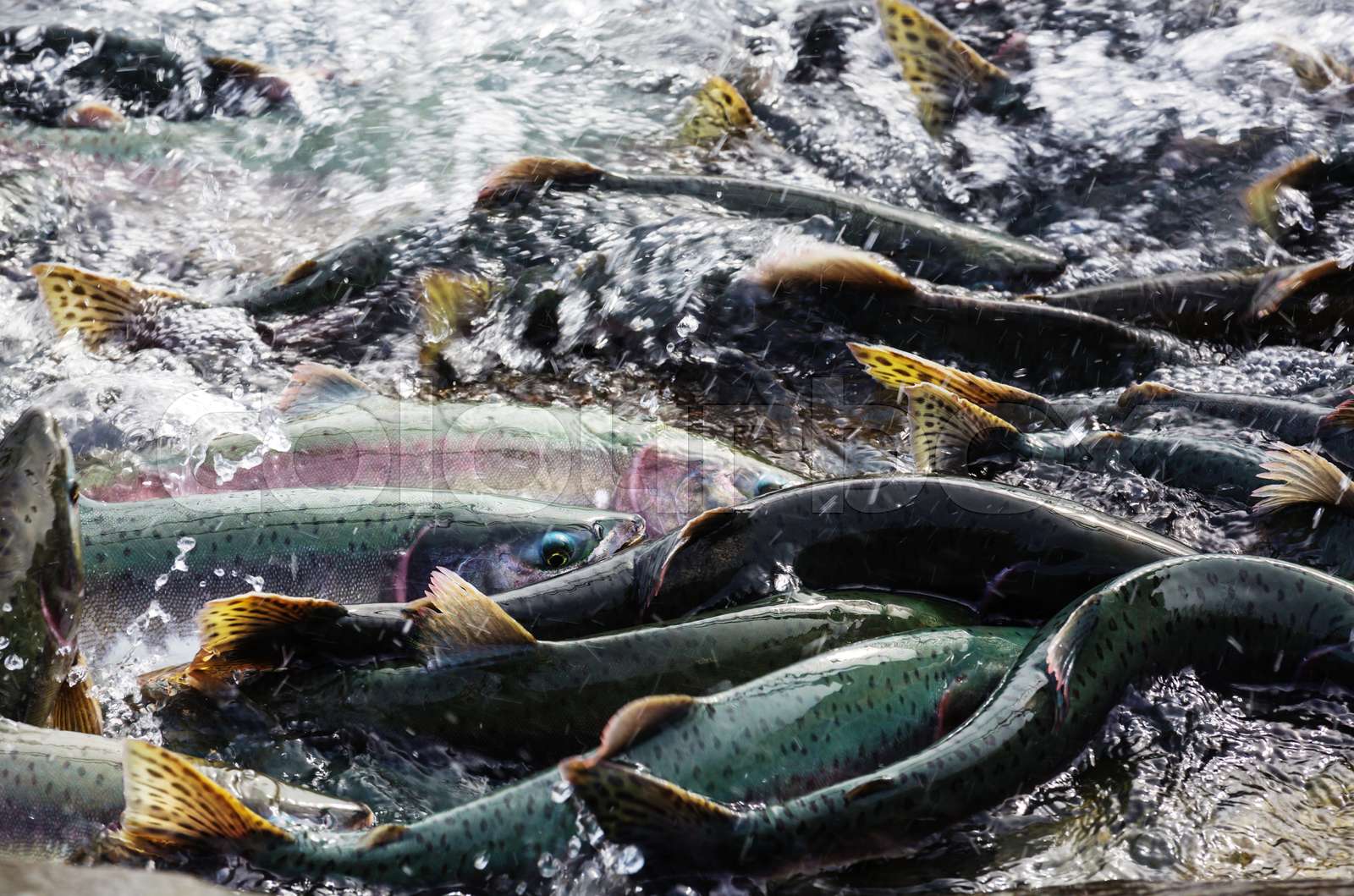Spawning salmon | Stock image | Colourbox