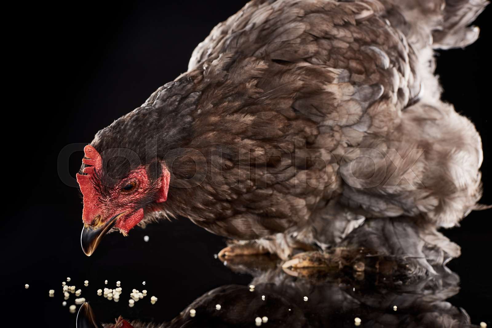 purebred brown hen eating millet on black | Stock image | Colourbox