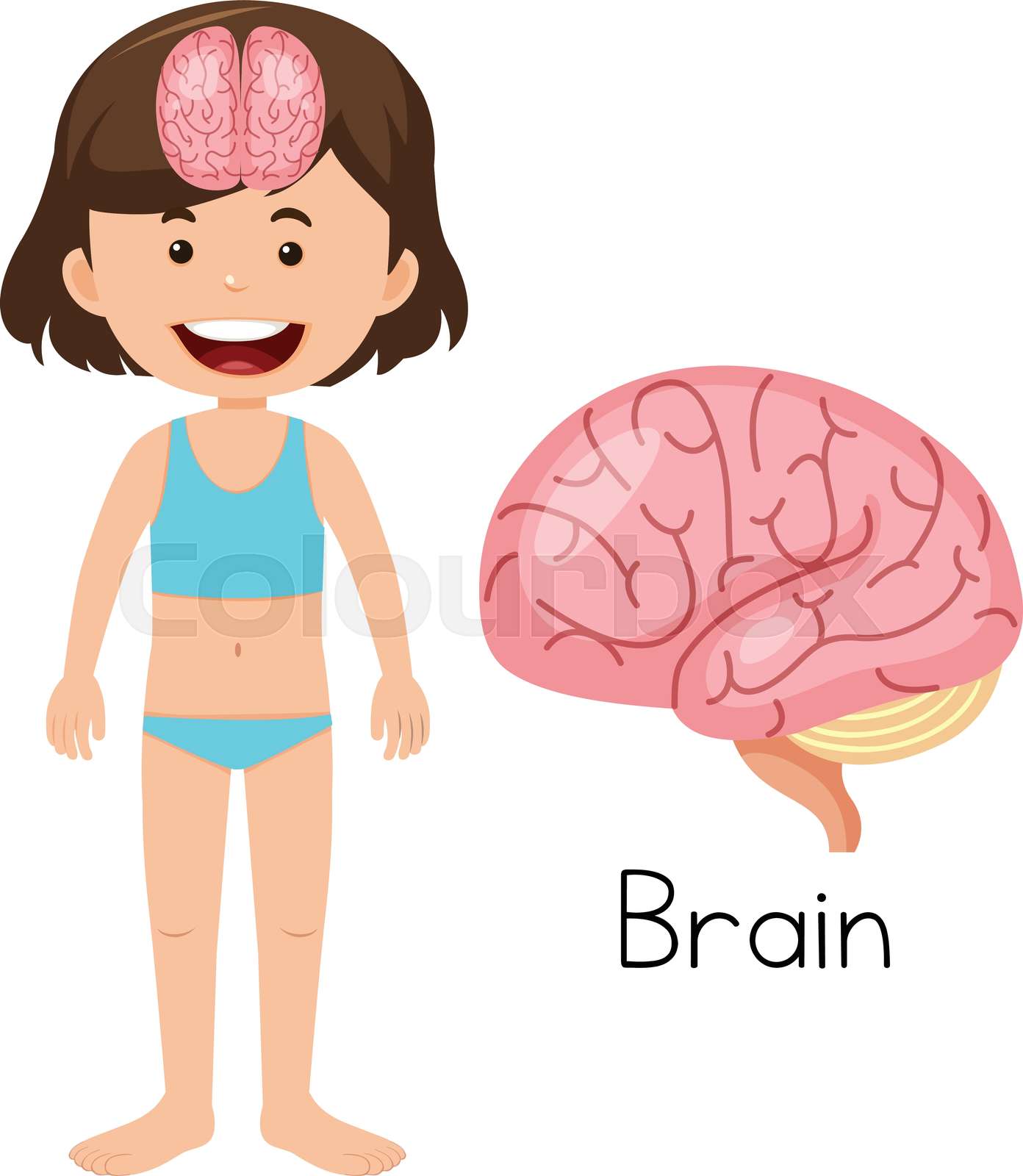A Cartoon of Human Brain | Stock vector | Colourbox