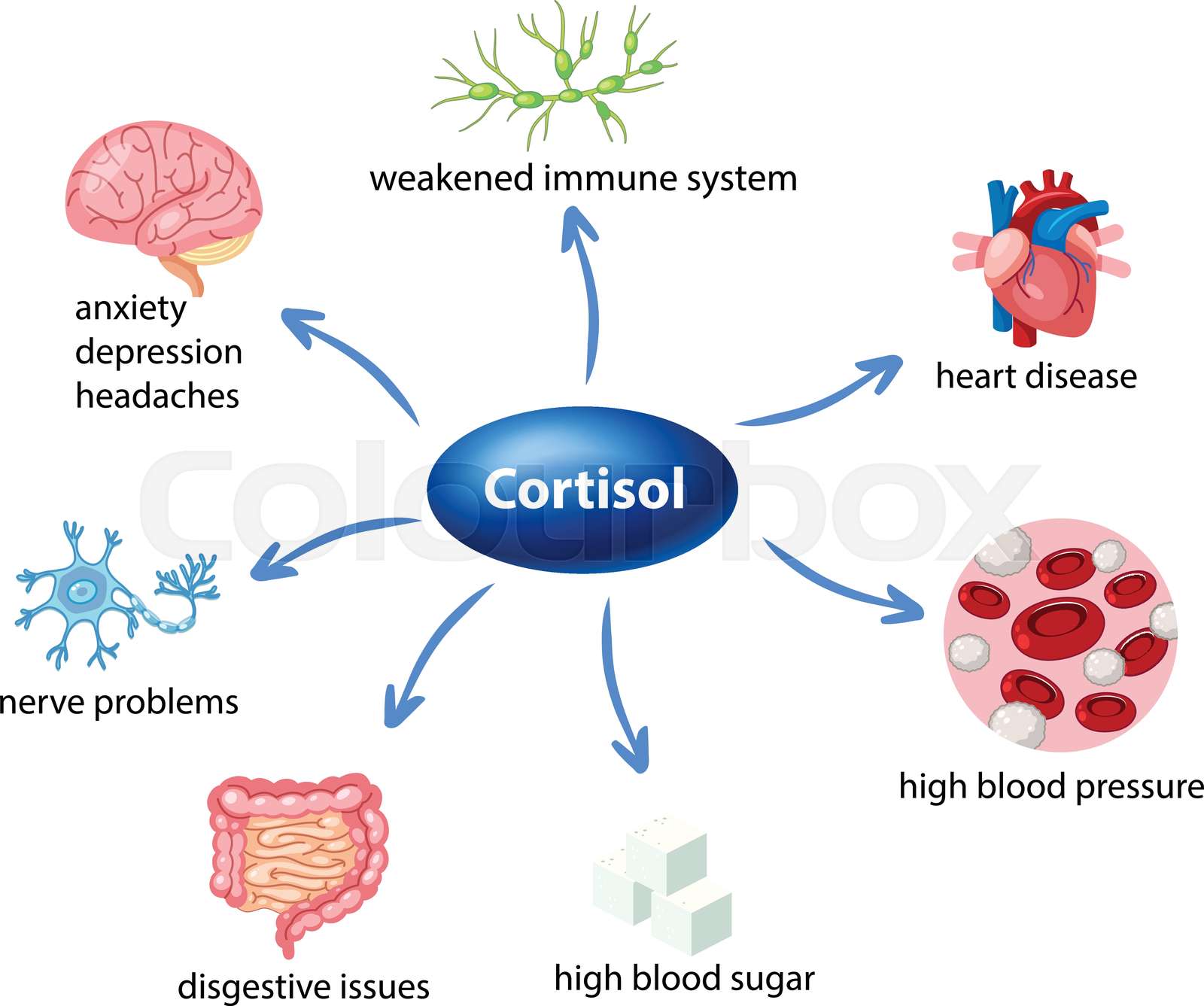 The role of cortisol in the body diagram | Stock vector | Colourbox