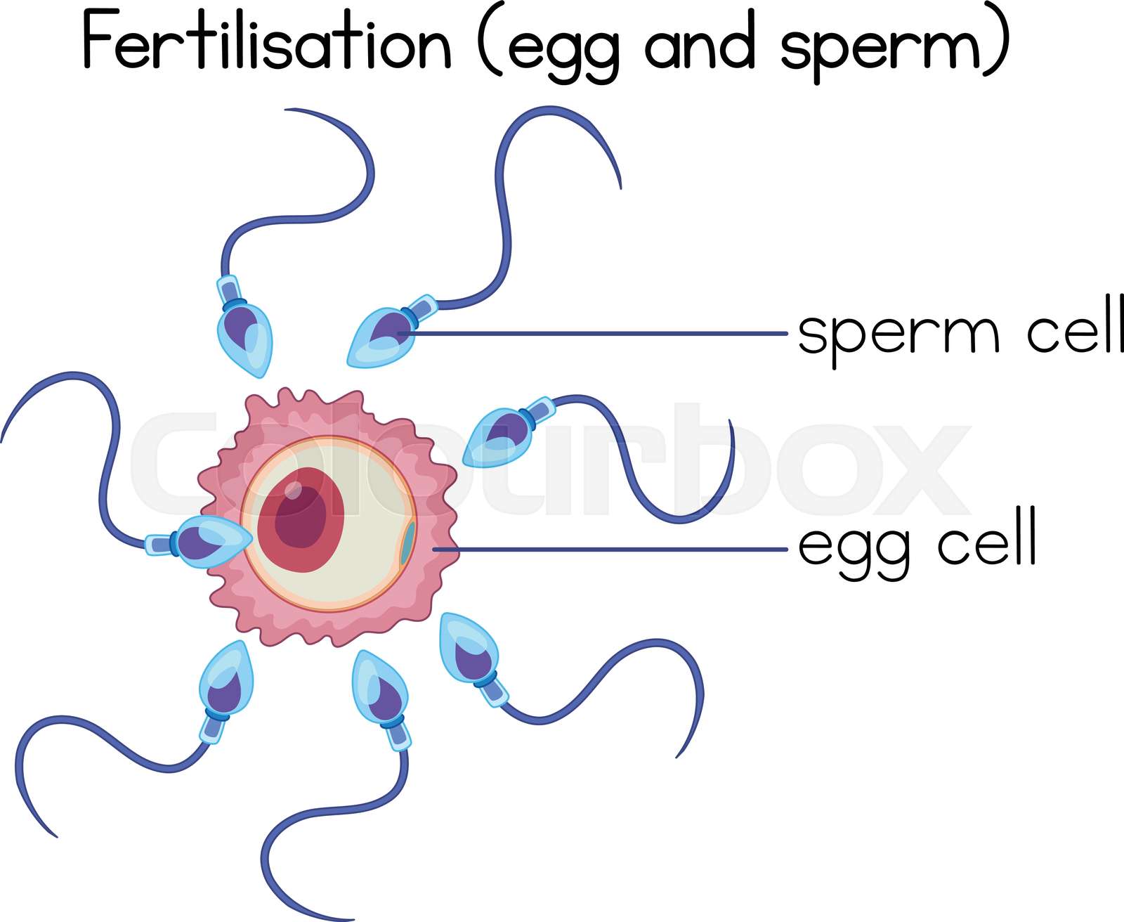 Fertilisation of egg and sperm diagram | Stock vector | Colourbox